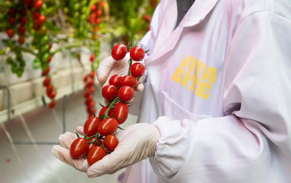 What Is A Food Scientist? (5 Things You Should Know)